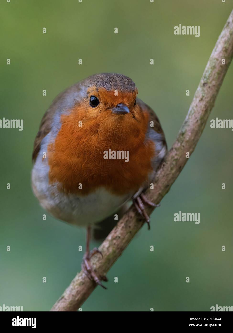 Red robin perched on a branch at Adderbury Lakes in Adderbury ...