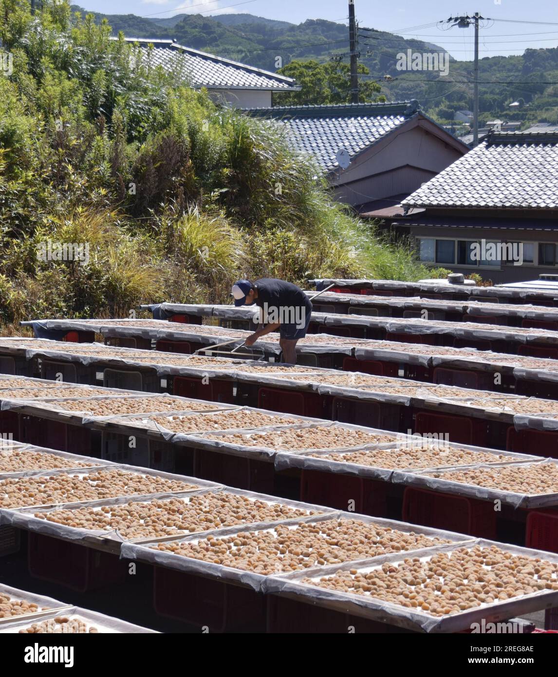 A farmer lays out pickled Nanko Japanese plums to dry them out in the ...