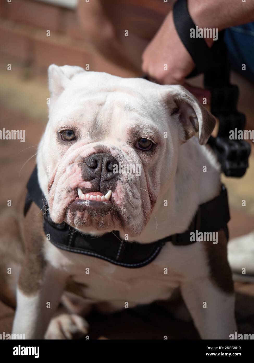 Overbite hi-res stock photography and images - Alamy