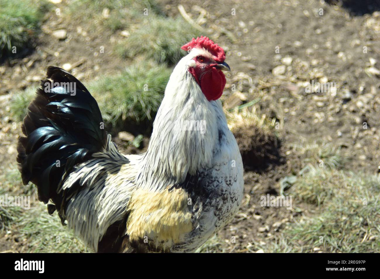 Beautiful village rooster with a red crest Stock Photo - Alamy