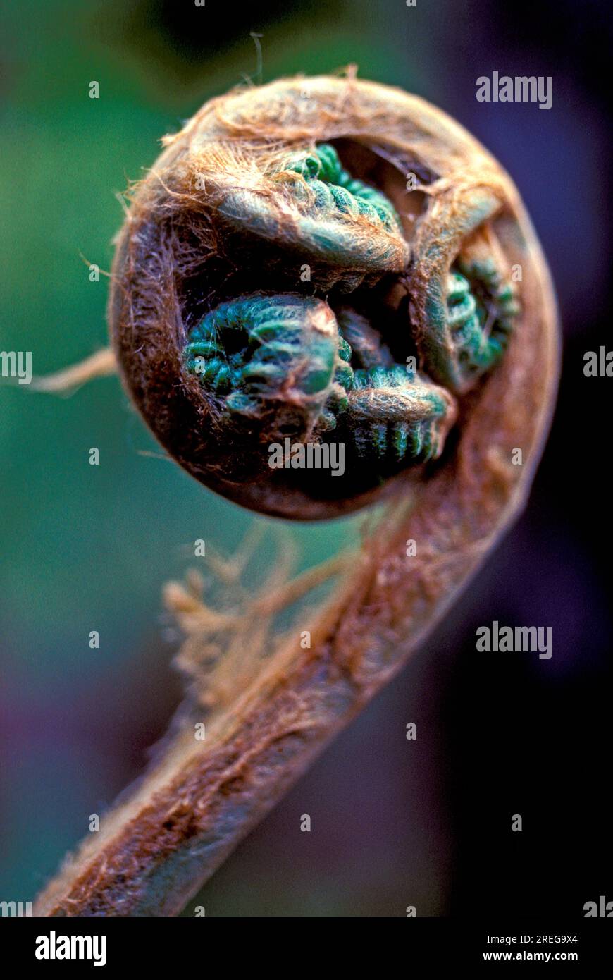 Hapuu fern hi-res stock photography and images - Alamy