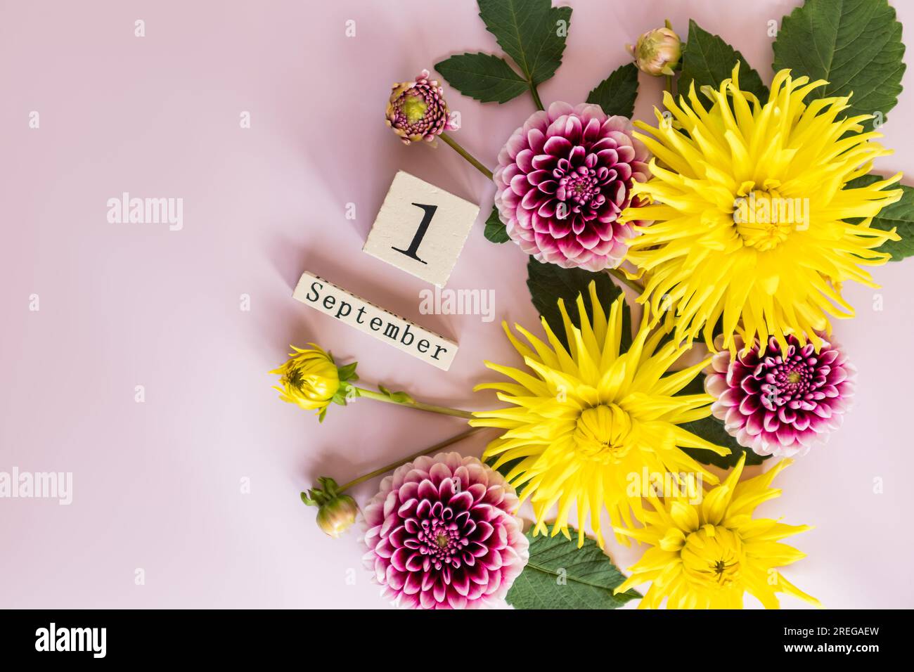 Yellow and purple dahlia flowers on a pastel background with a wooden ...