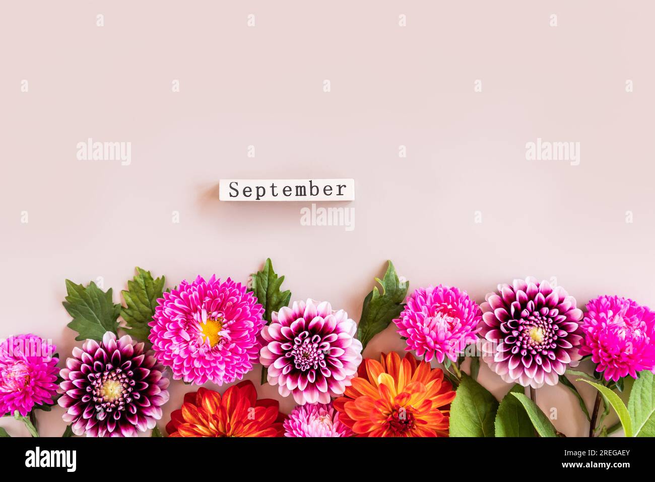 Festive autumn background for the holiday. Border of bright dahlia ...
