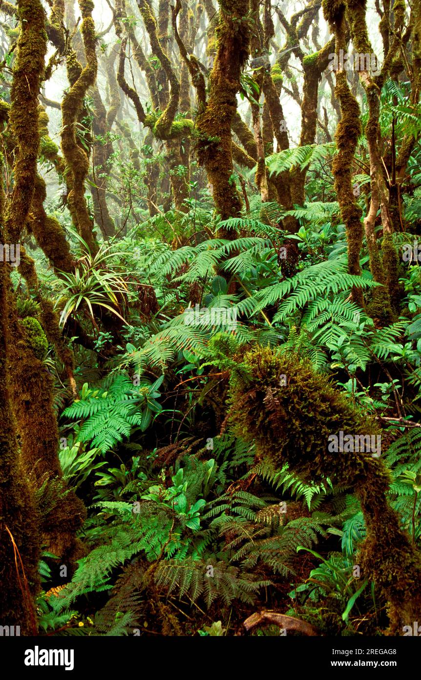 The lush green rainforest at Kamakou preserve on Molokai, managed by ...