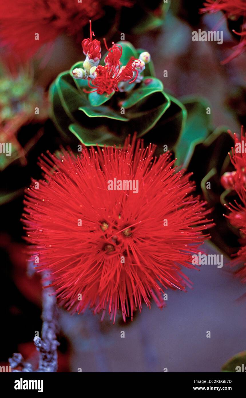 Ohia a lehua hi-res stock photography and images - Alamy