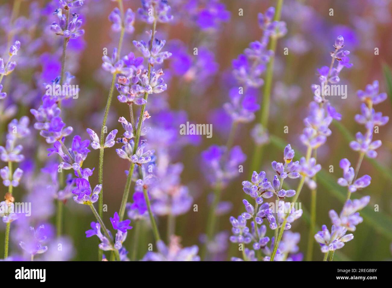 Violet purple lavender field close-up. Flowers in pastel colors at blur ...