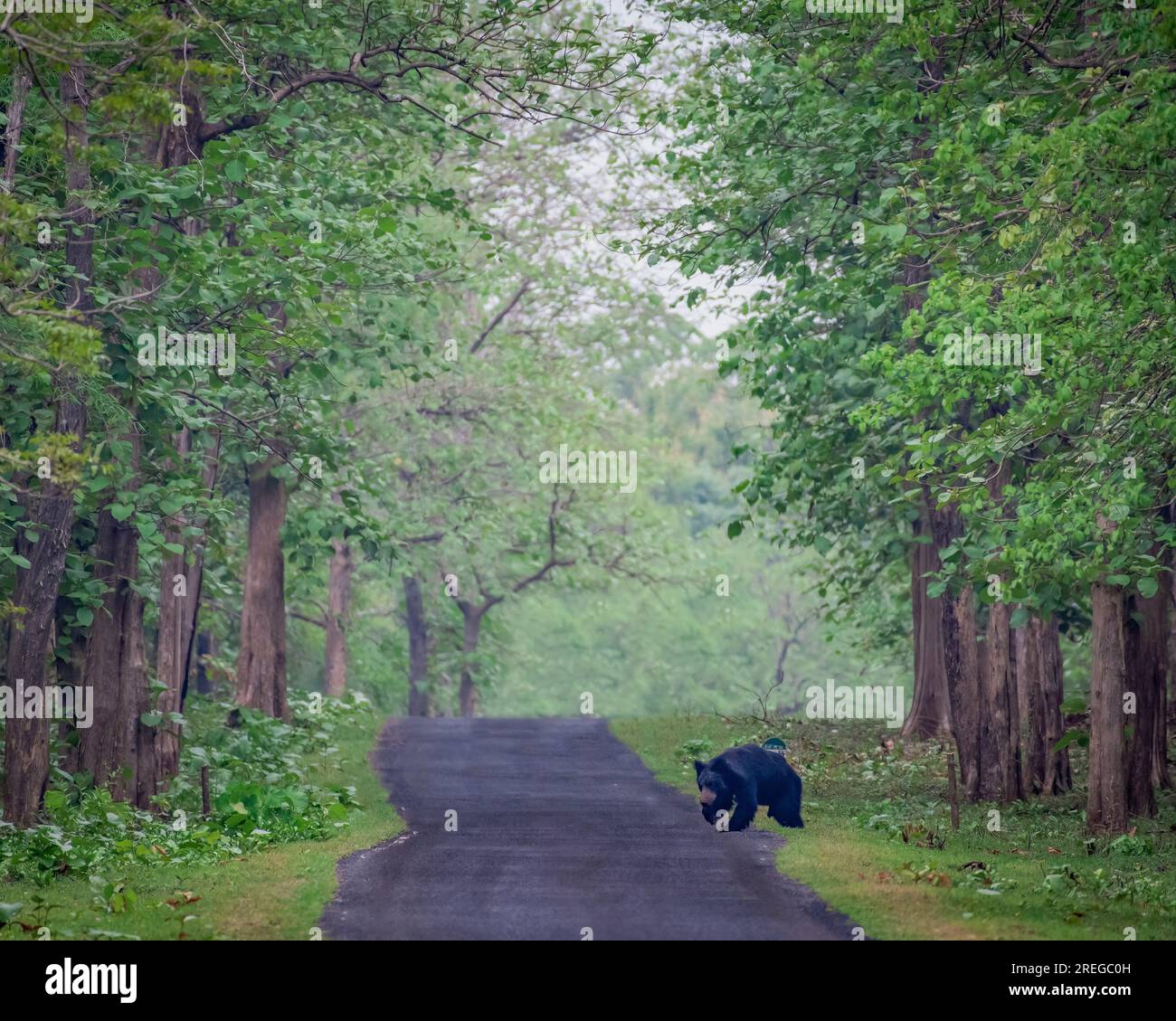 The crossing. Tadoba Andhari Tiger Reserve, Maharashtra, India: BEARY ...