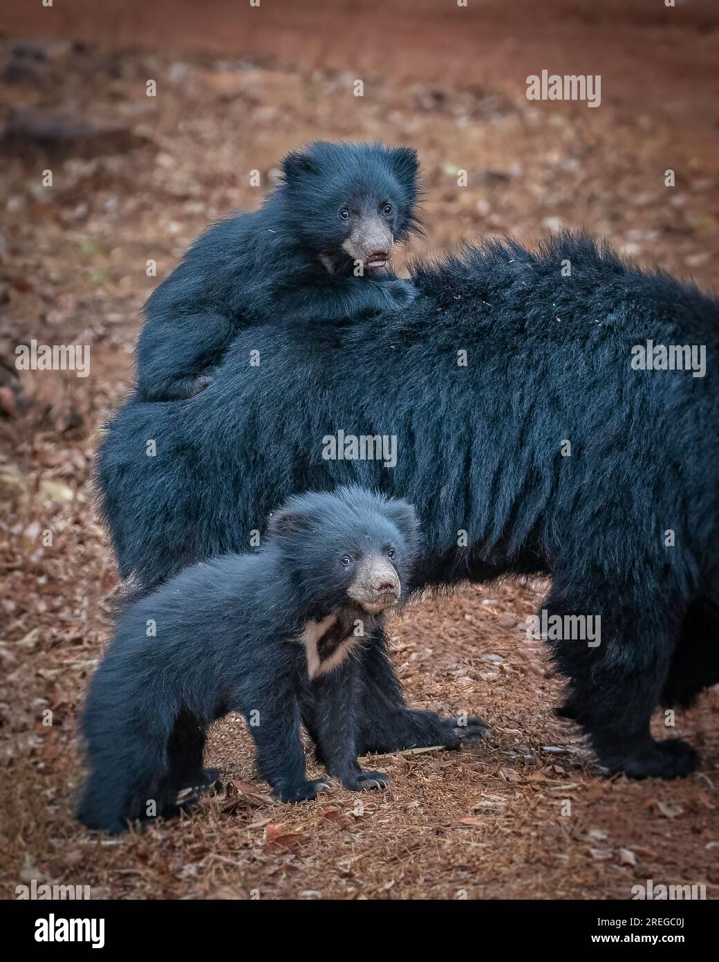 Hitching a ride on their mum's back. Tadoba Andhari Tiger Reserve, Maharashtra, India: BEARY ...