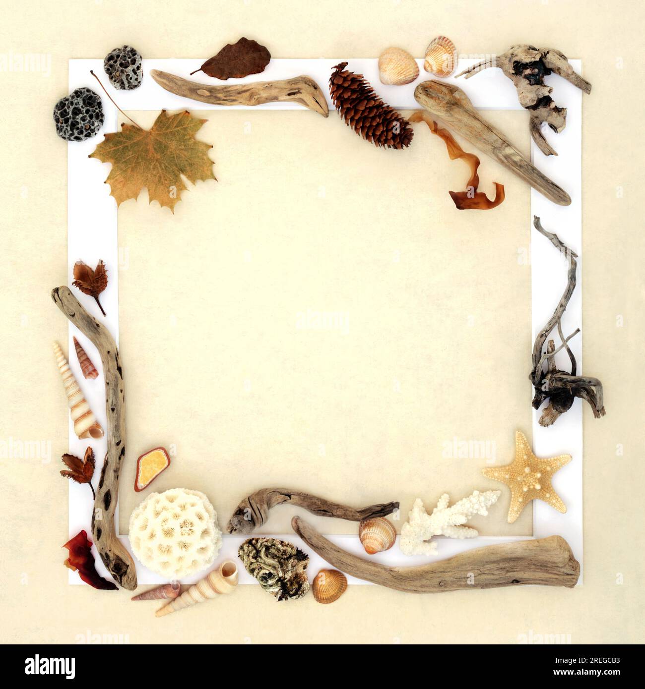 Nature study background frame of natural objects with driftwood ...