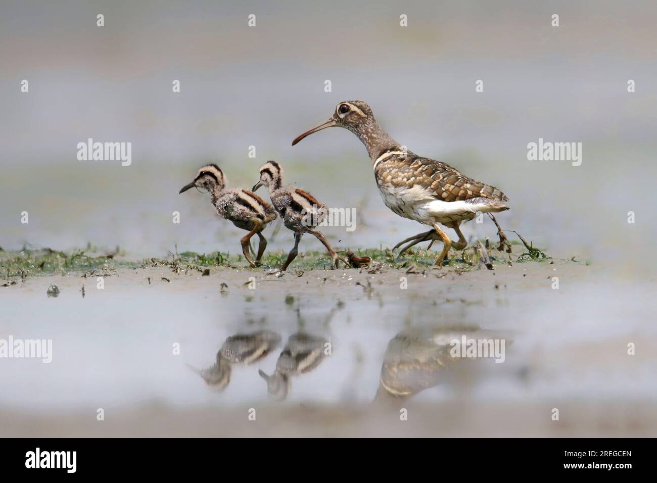 Going for a walk. WEST BENGAL; INDIA: BEAUTIFUL photographs show a tiny ...