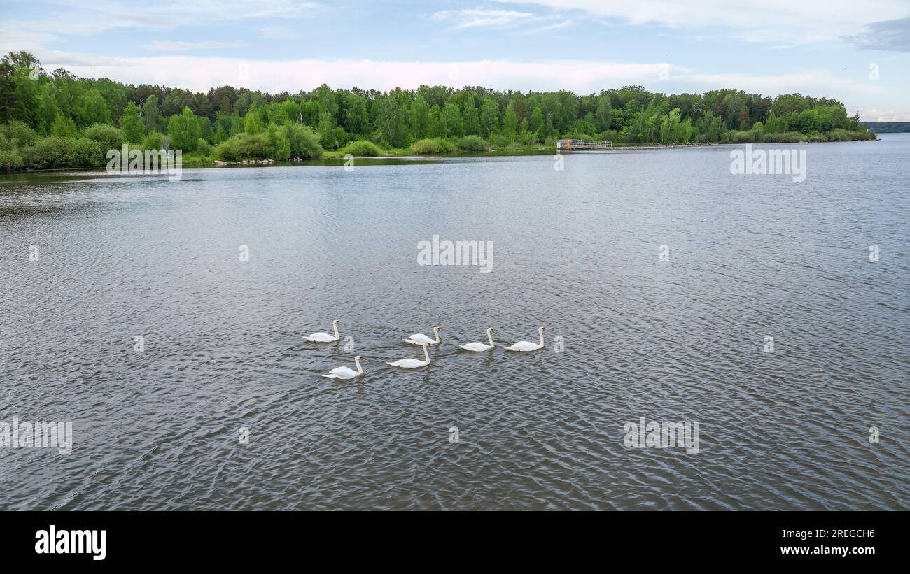 Aerial view of some white swan birds on a lake during a beautiful ...