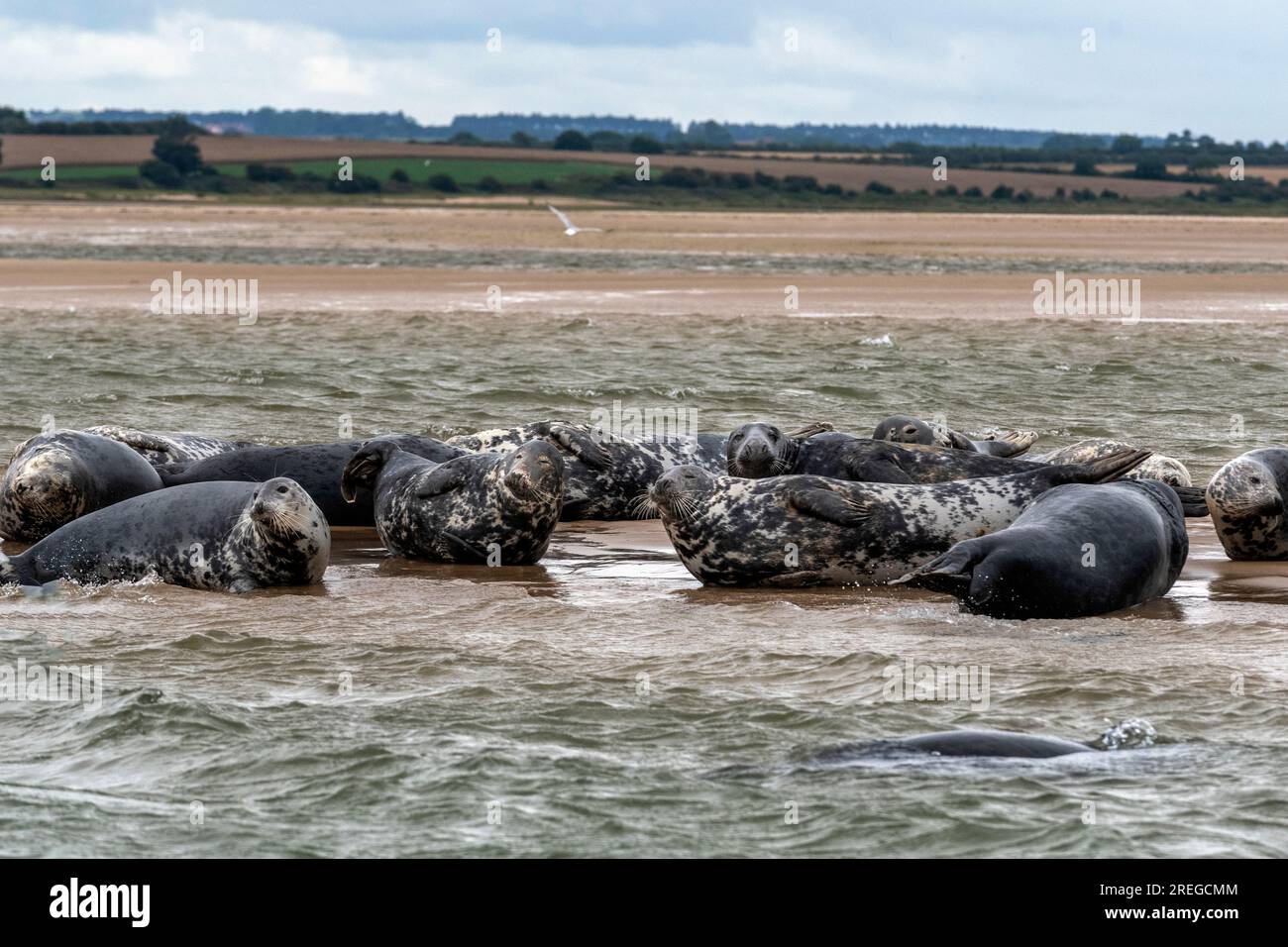 Grey and common seals resting after feeding on the sandbar at Blakeney ...