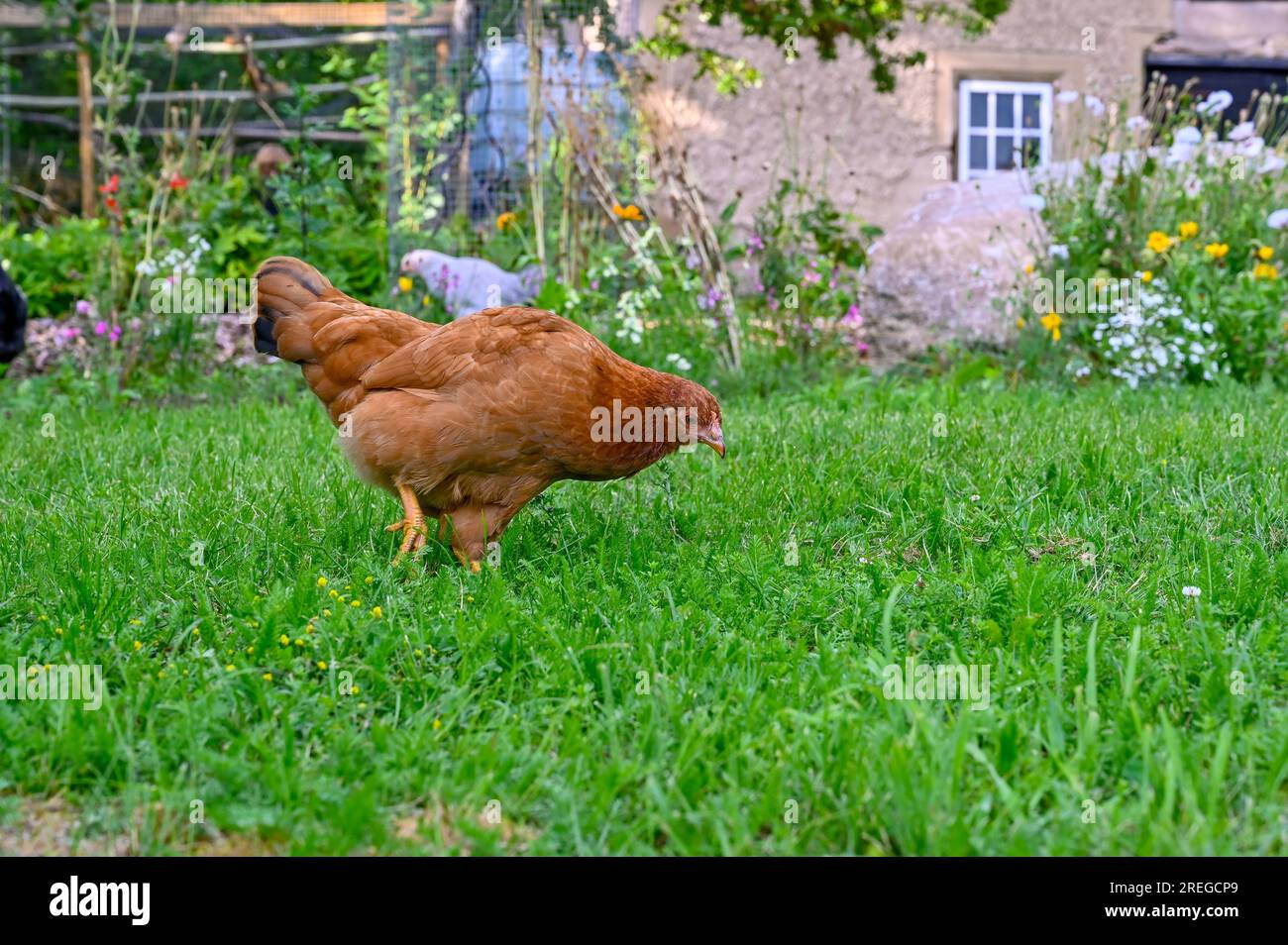 hen walking on green grass with barn behind Stock Photo - Alamy