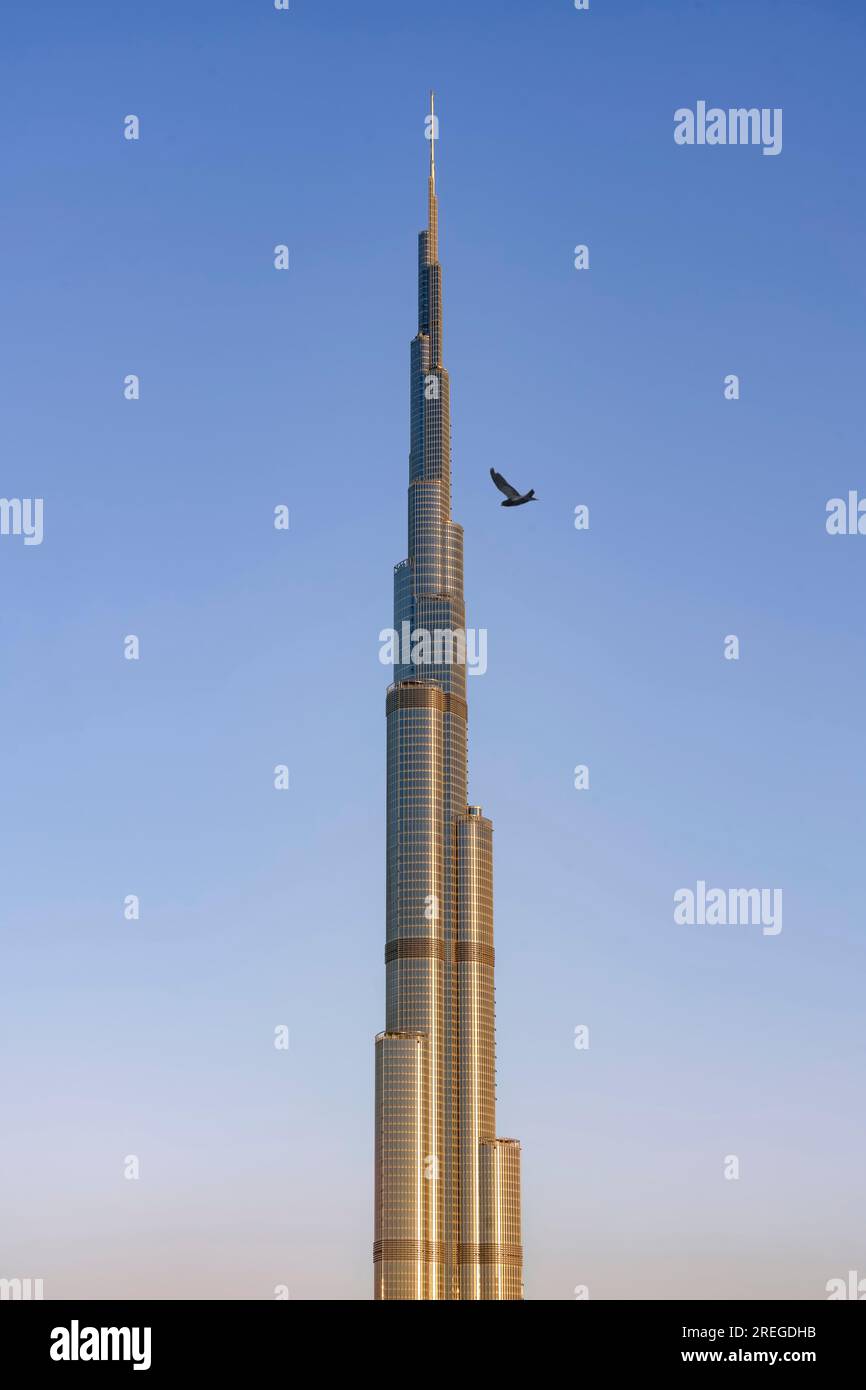 Burj Khalifa with bird flying in the foreground at Sunrise in Dubai ...