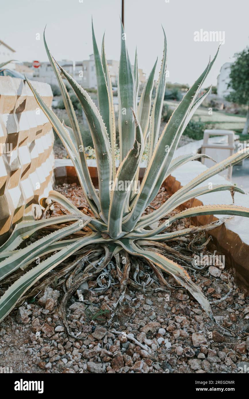 Sharp plants hi-res stock photography and images - Alamy
