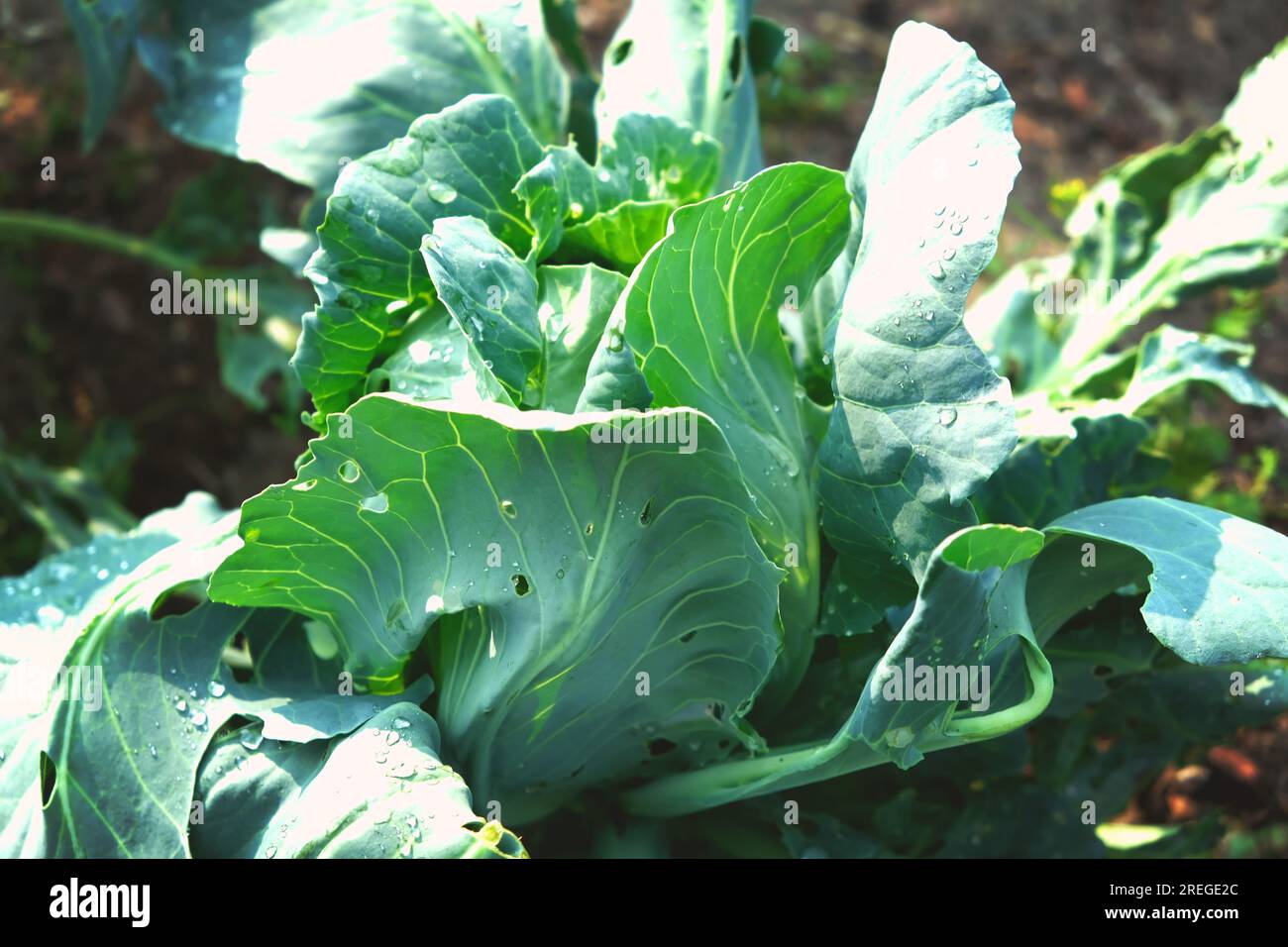 White cabbage growing in the garden, top view. A patch of cabbage ...