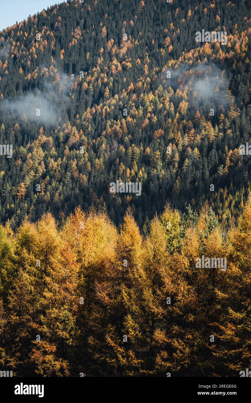 Background Photo of green and yellow Autumn trees in Austria, Alps ...