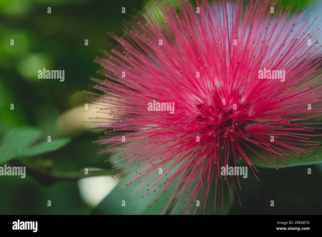 Powderpuff flower hi-res stock photography and images - Alamy