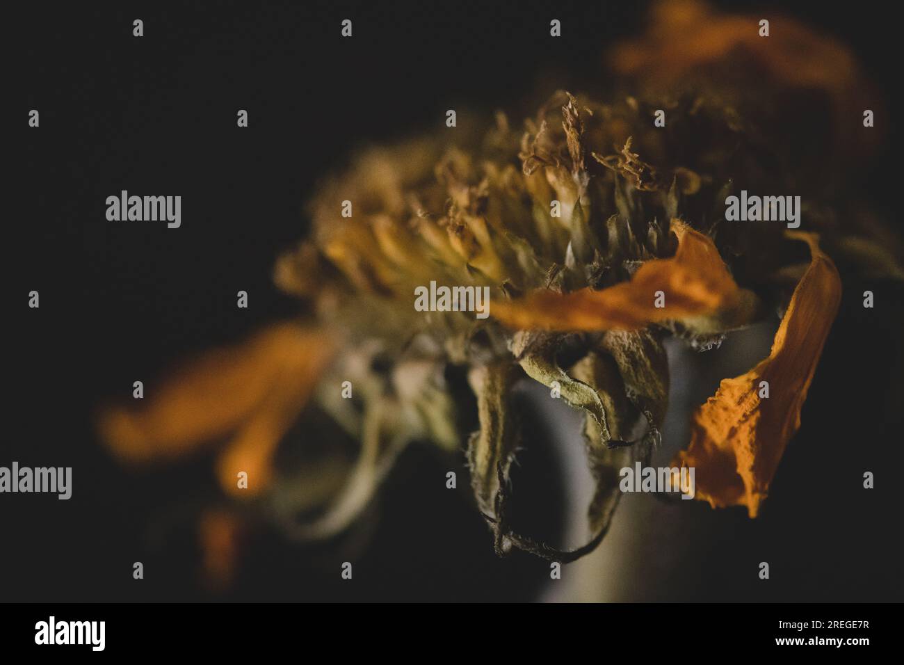 Wilted sunflower hi-res stock photography and images - Alamy