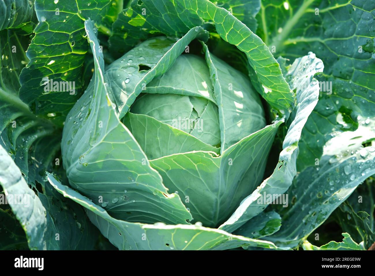 White cabbage growing in the garden, top view. A patch of cabbage ...