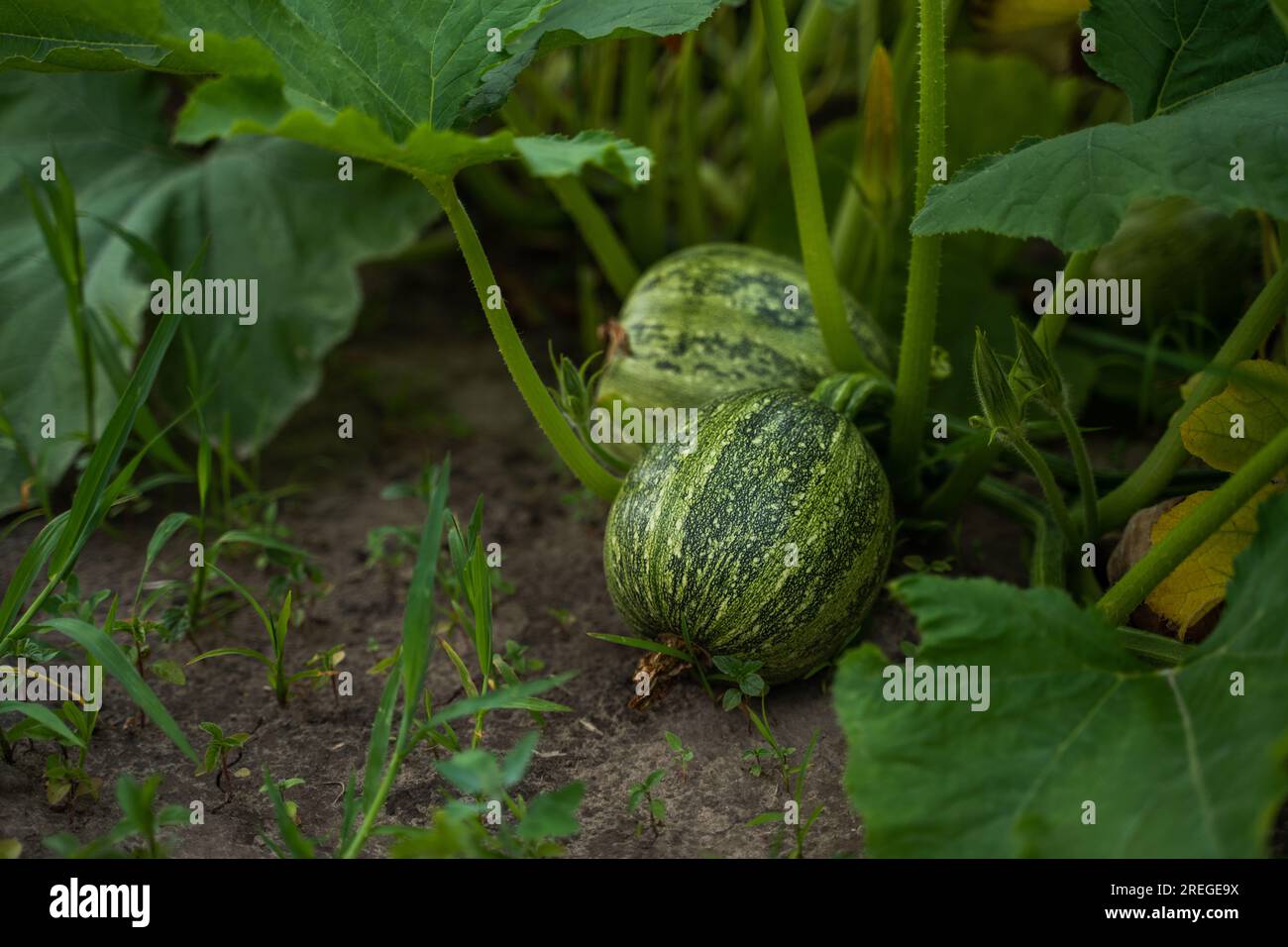 Unripe pumpkin fruit growing in the vegetable garden, farm ...