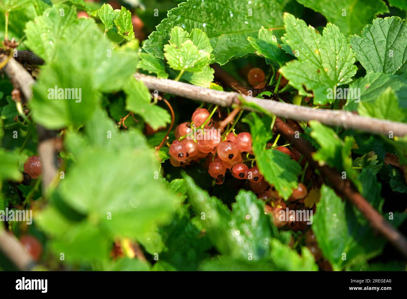 Gooseberry - a close-up view of the green gooseberries and leaves ...