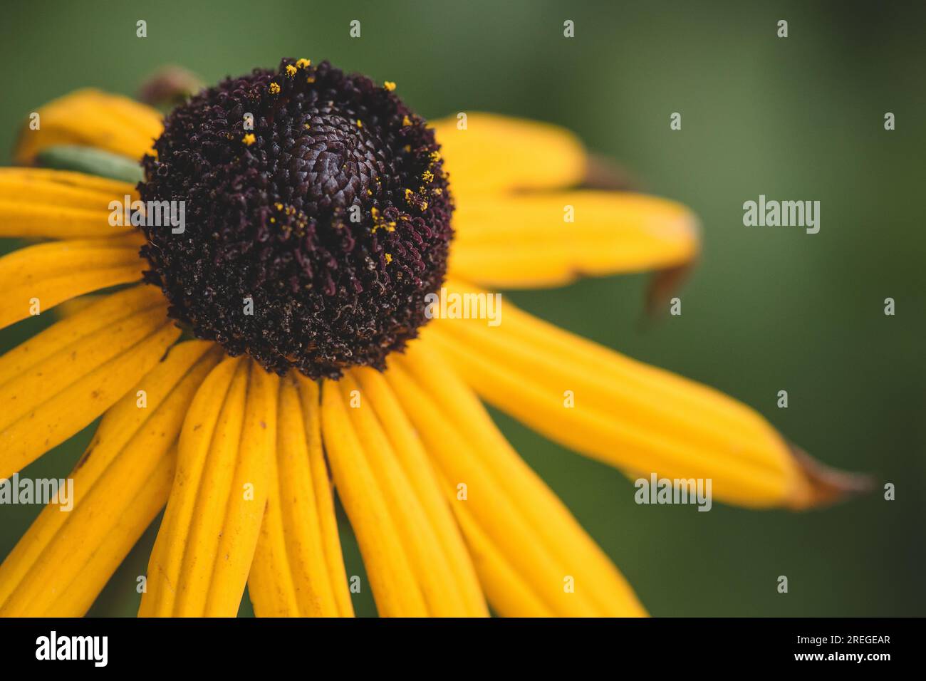 Yellow stem hi-res stock photography and images - Alamy