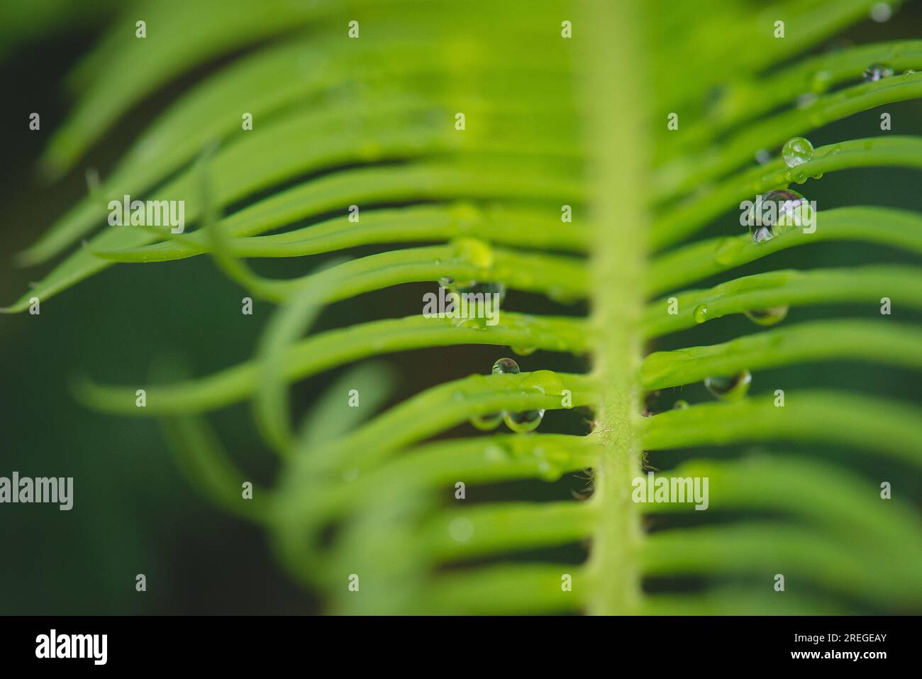 Skeleton like hi-res stock photography and images - Alamy