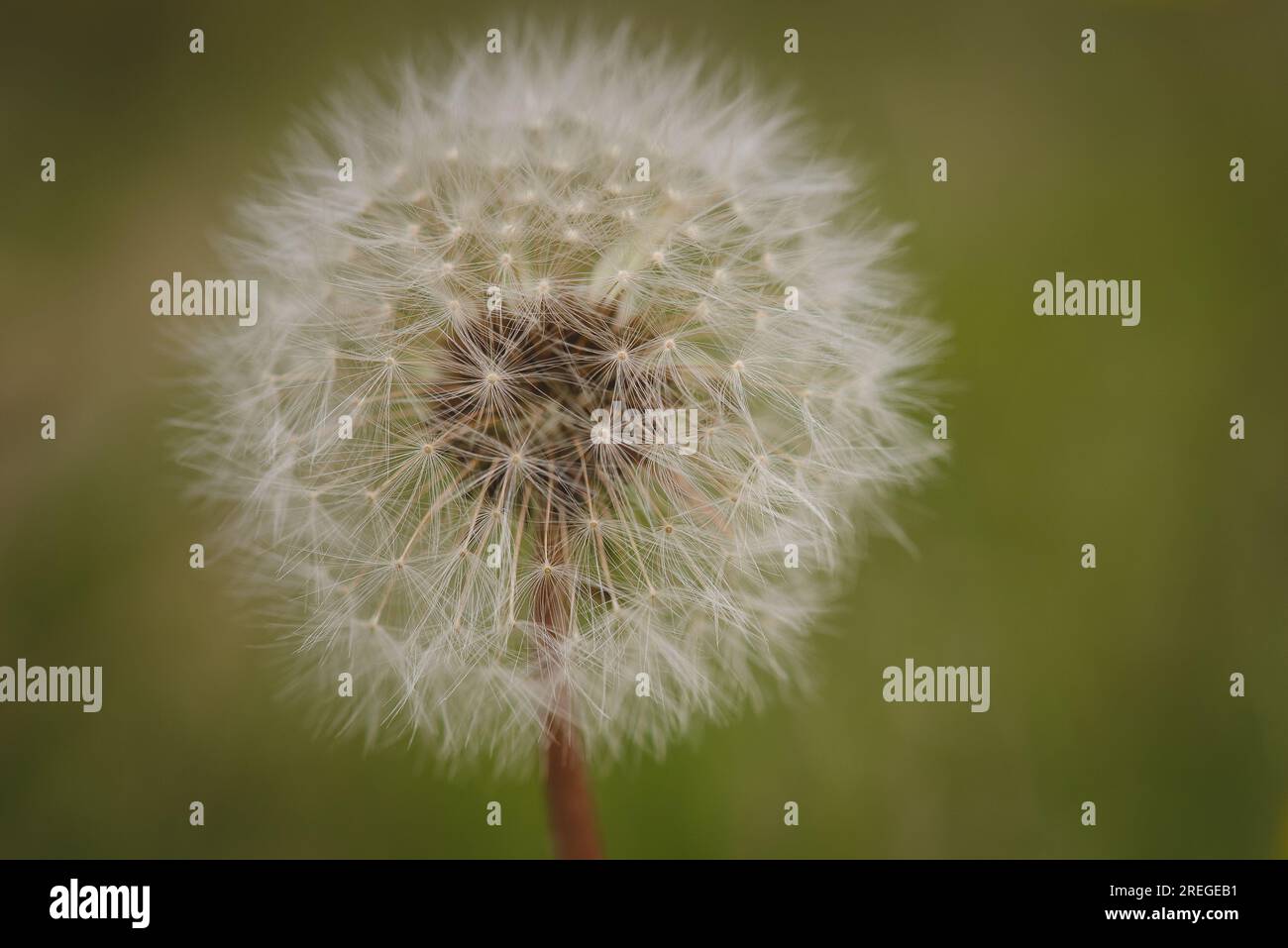Seedhead seeds hi-res stock photography and images - Alamy