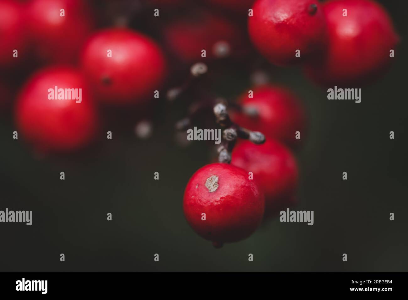 Redmacro hi-res stock photography and images - Alamy