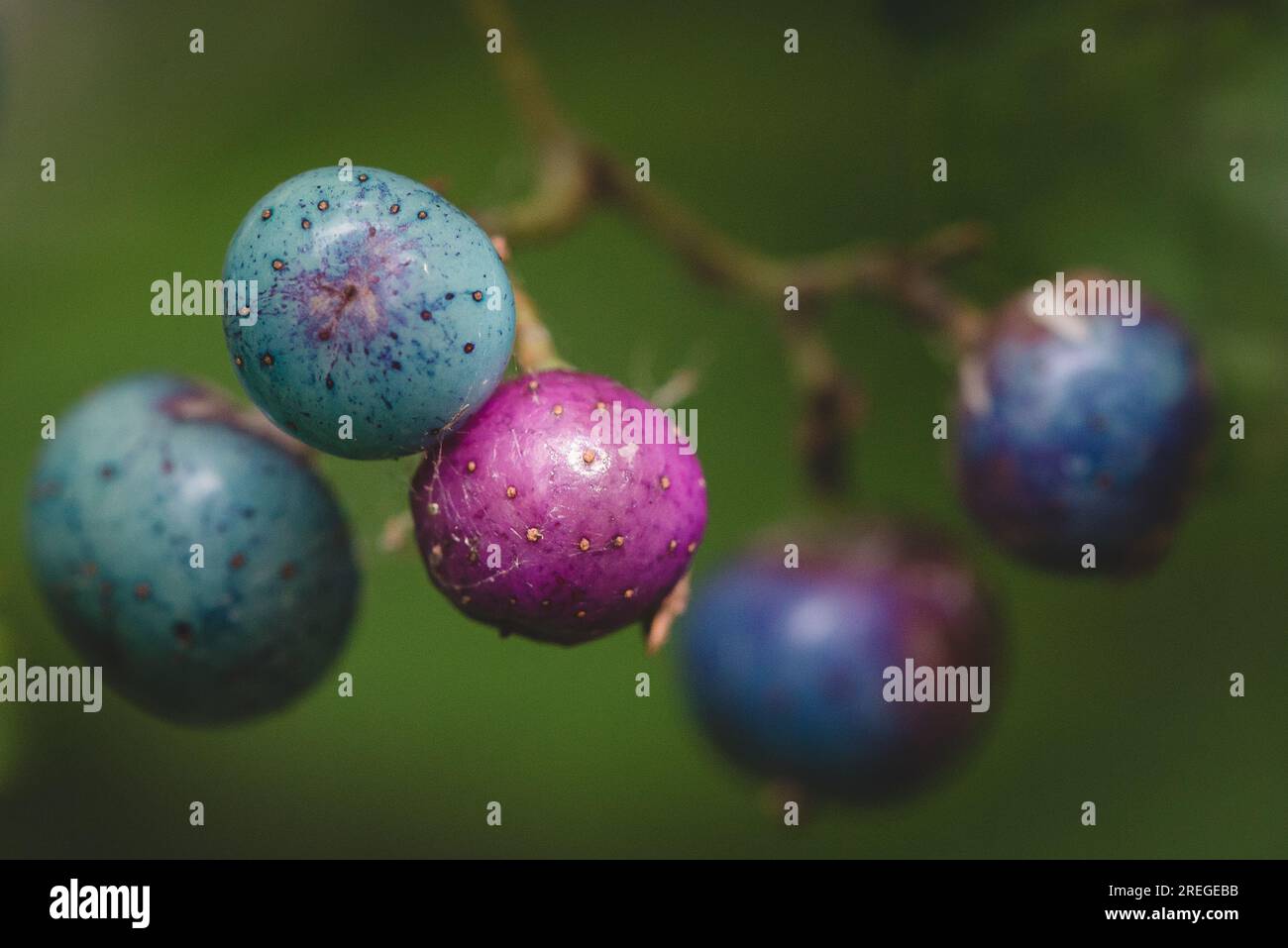 Porcelain berry plant hi-res stock photography and images - Alamy