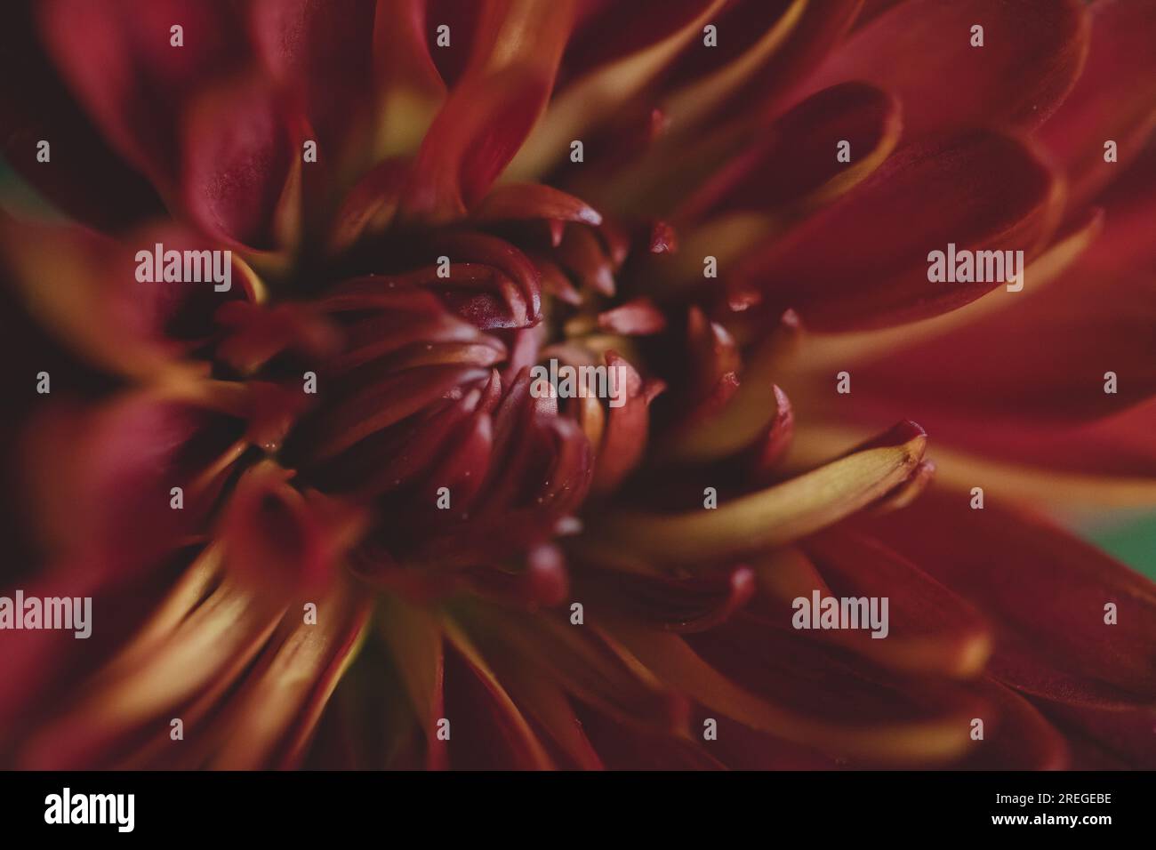 Macromum hi-res stock photography and images - Alamy