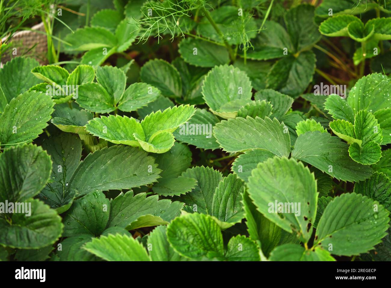 Green leaves of garden strawberry for background Wild strawberry leaves ...