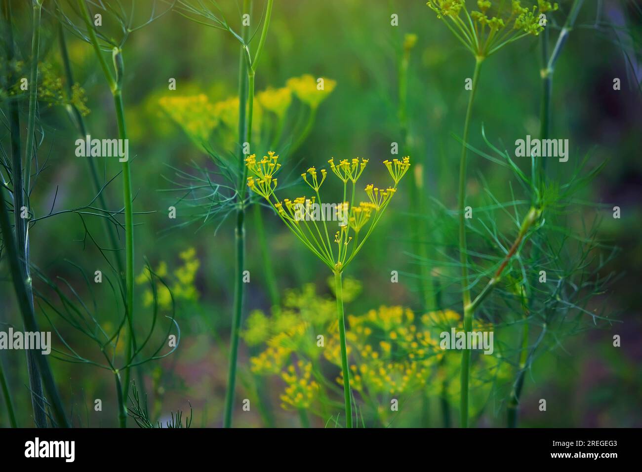 Fresh dill. Anethum graveolens growing on the vegetable bed. Annual ...