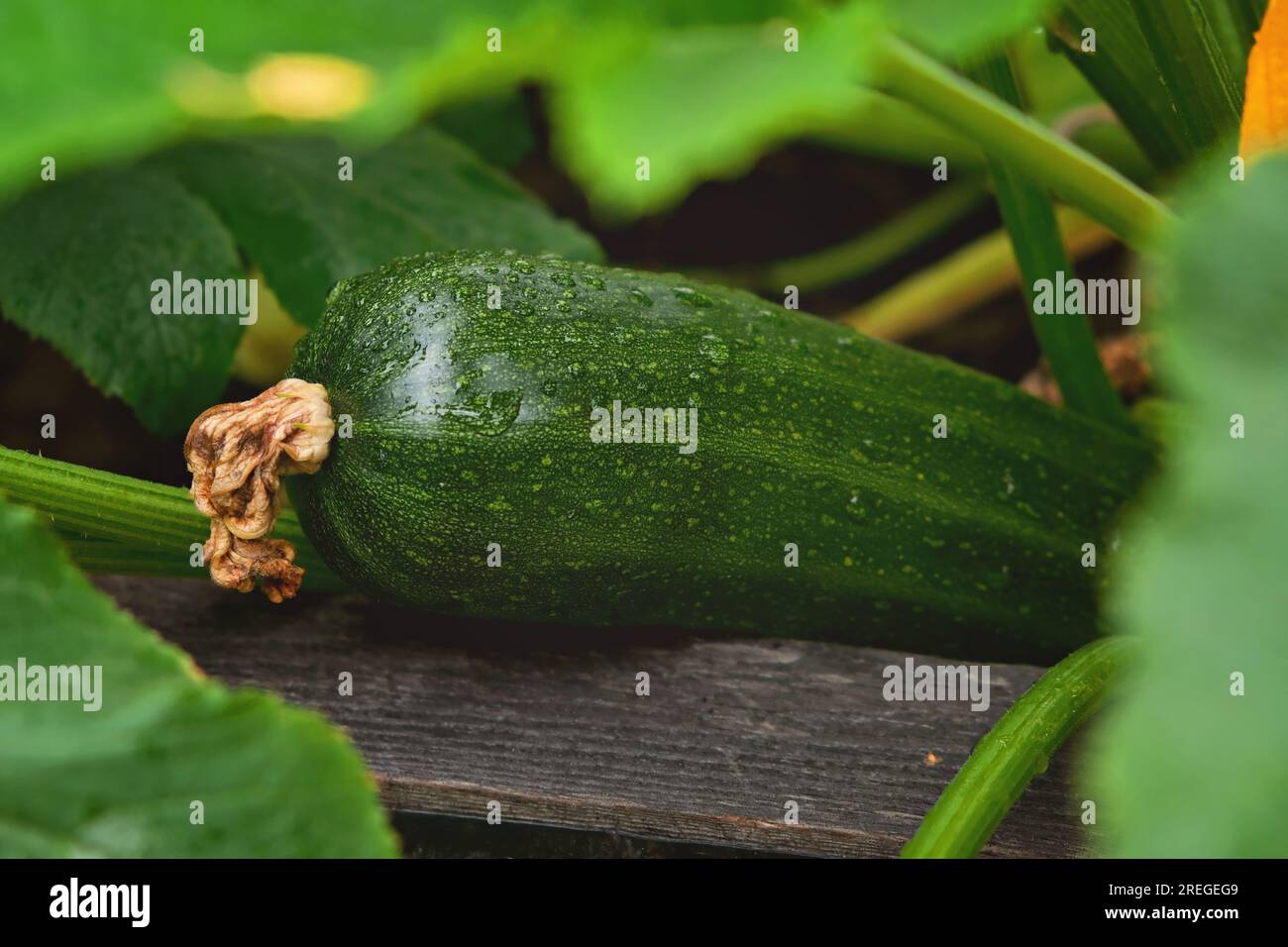 Zucchini plant. Zucchini flower. Green vegetable marrow growing on bush ...