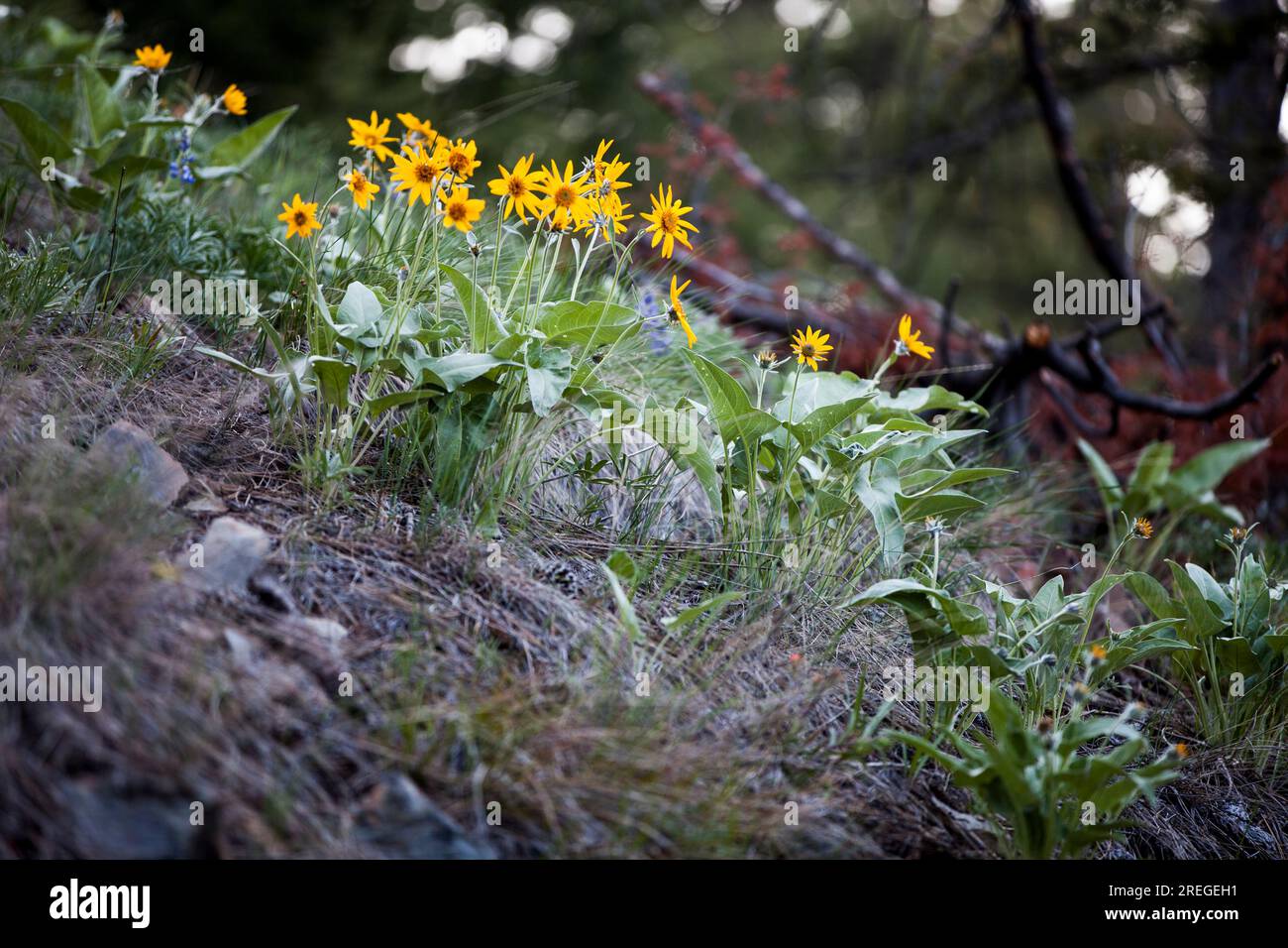 Spring balsamroot hi-res stock photography and images - Alamy
