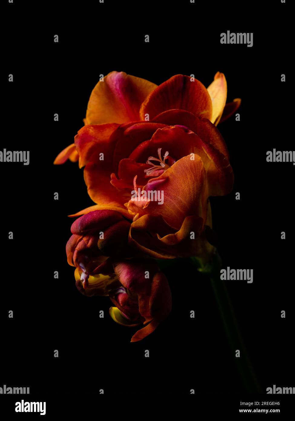 Flower stem freesia hi-res stock photography and images - Alamy