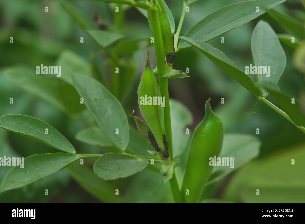 Field bean plants, green beans on a rural farm, broad bean, Broad Beans ...