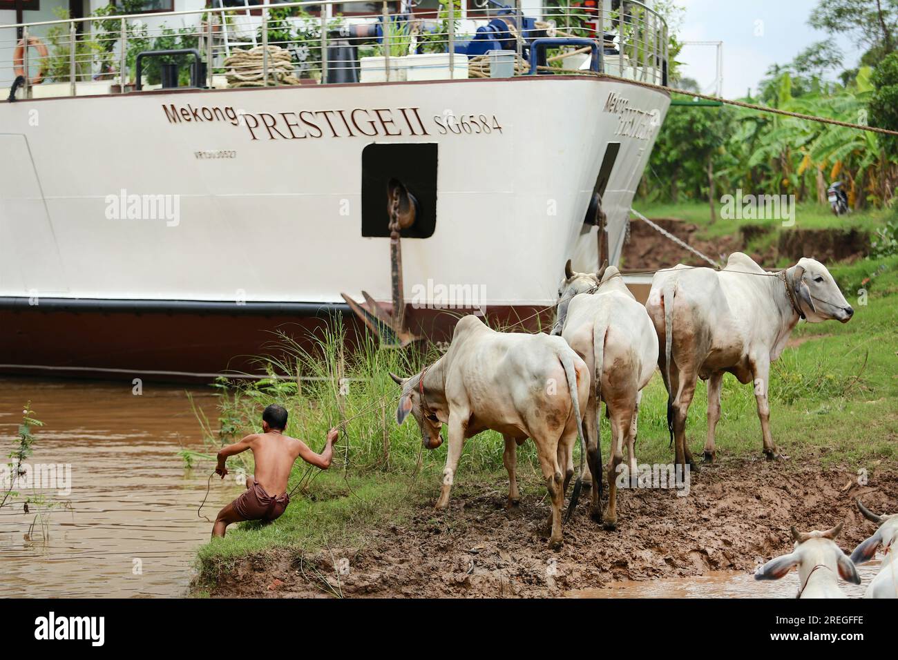 Farmers bathing oxen cows near cruise ship RV Mekong Prestige II 2 ...