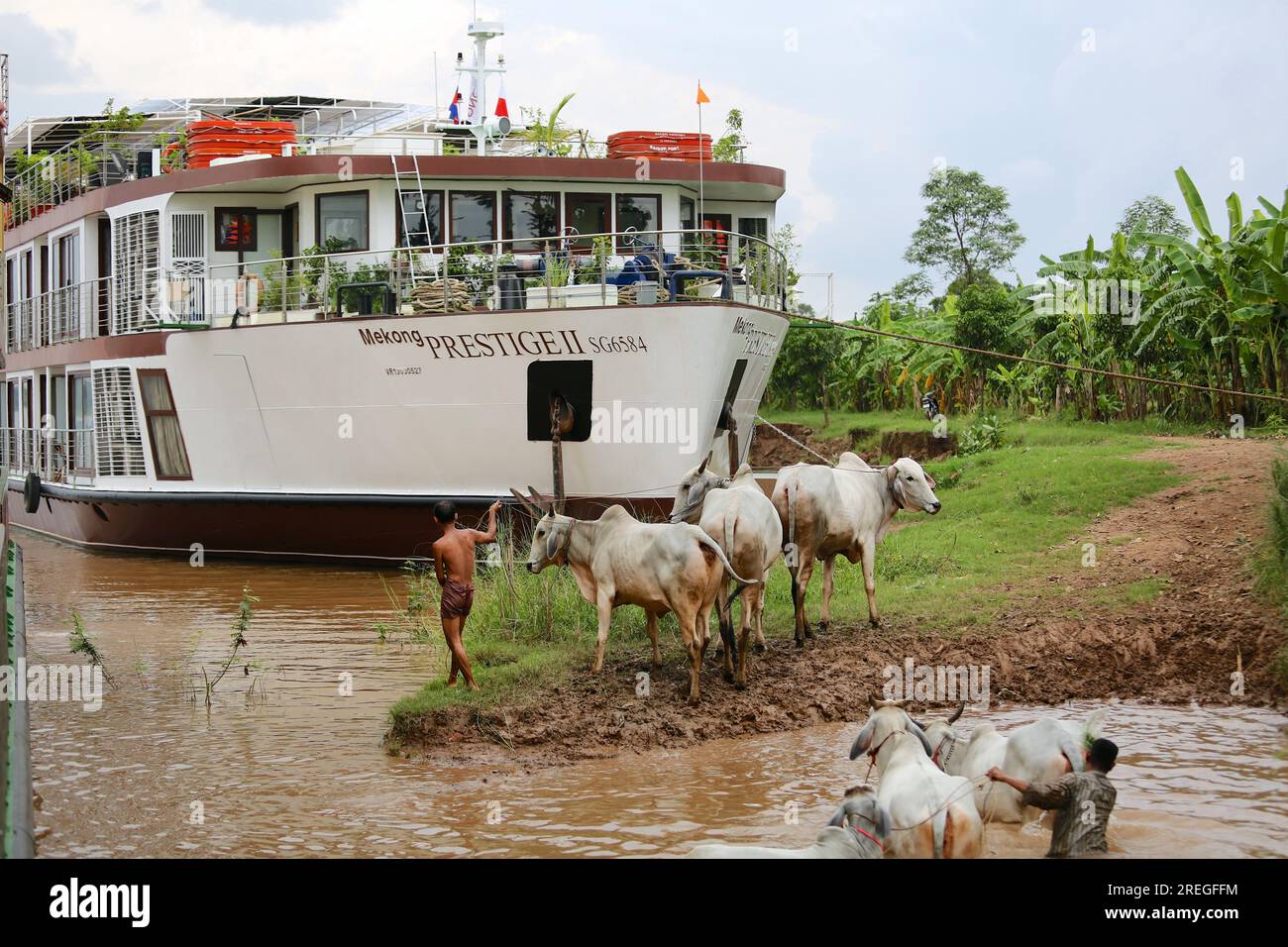 Farmers bathing oxen cows near cruise ship RV Mekong Prestige II 2 ...