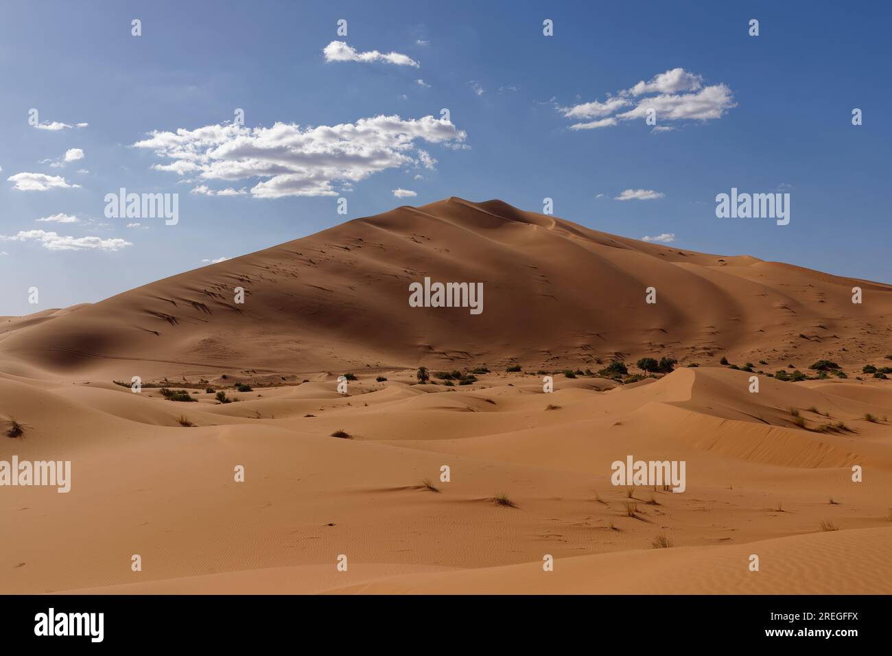 Sand dunes landscape in the Moroccan desert Erg Chebbi, with withered ...