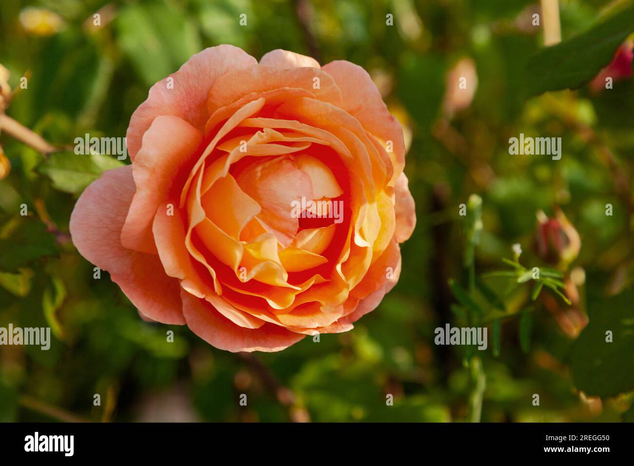 A large rosebud of perfect shape on a blurred background Stock Photo ...