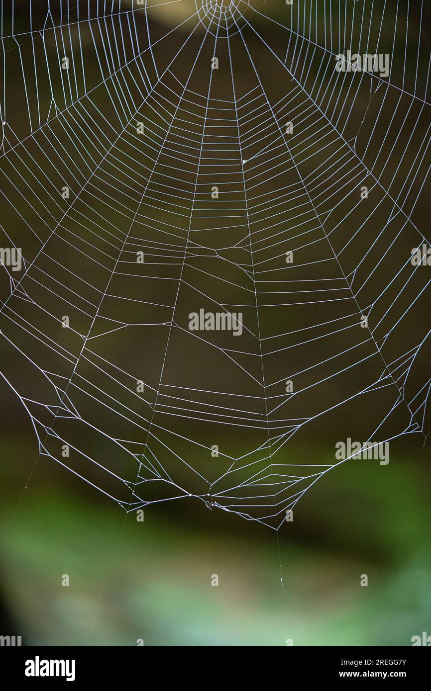 Spider Web in Red River Gorge Stock Photo - Alamy