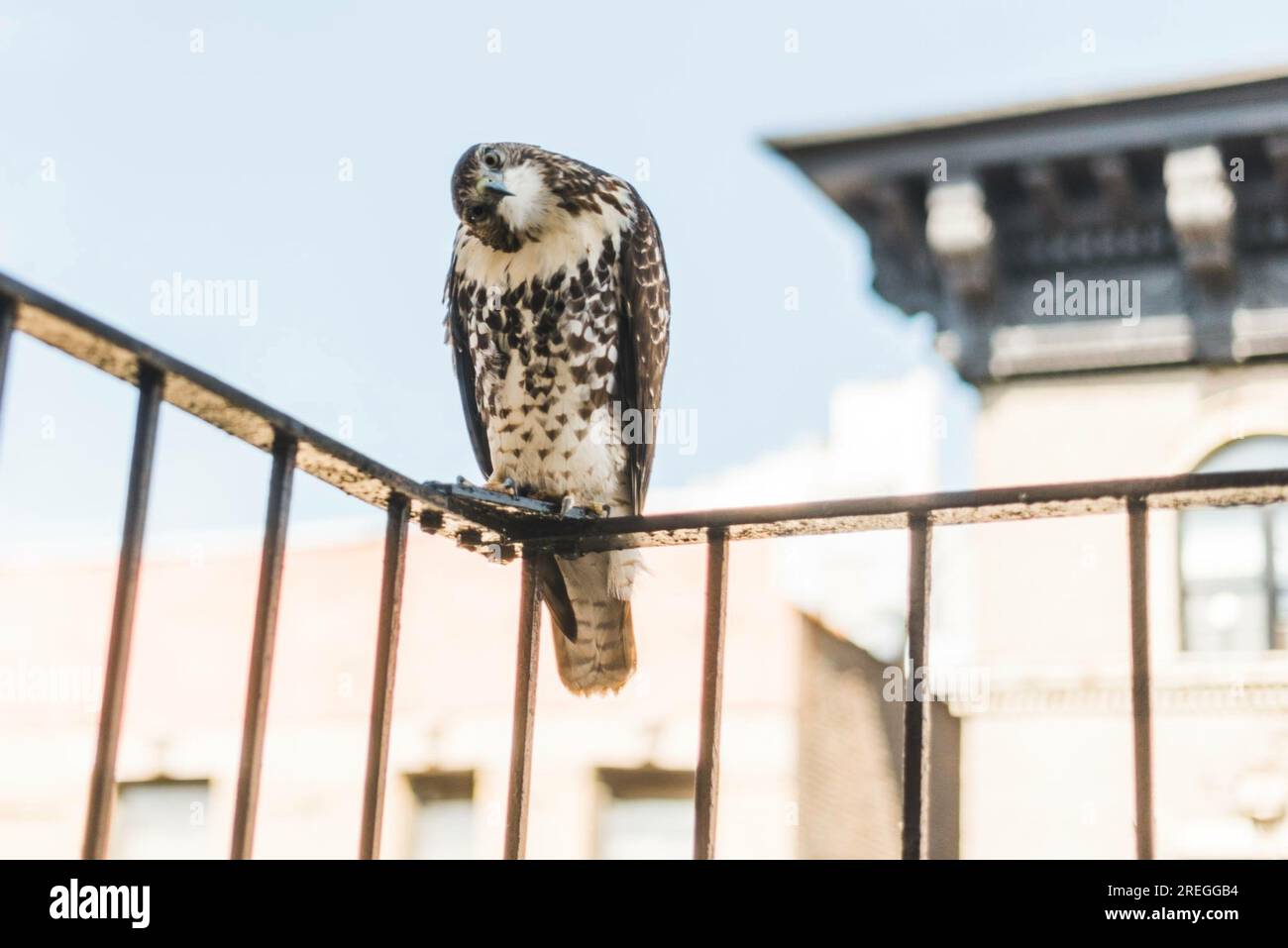 Nyc apartment bird hi-res stock photography and images - Alamy