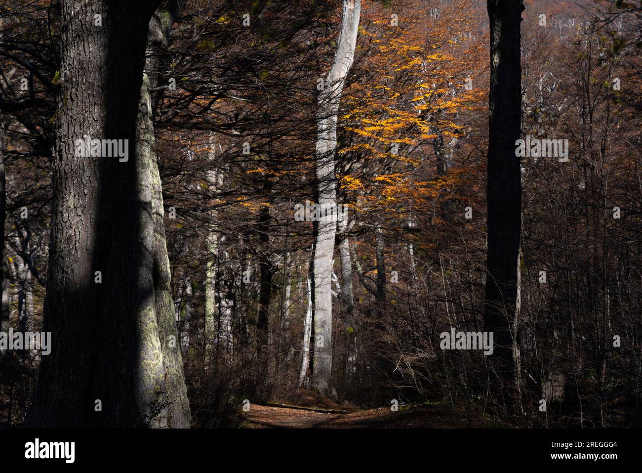 Lenga tree hi-res stock photography and images - Alamy