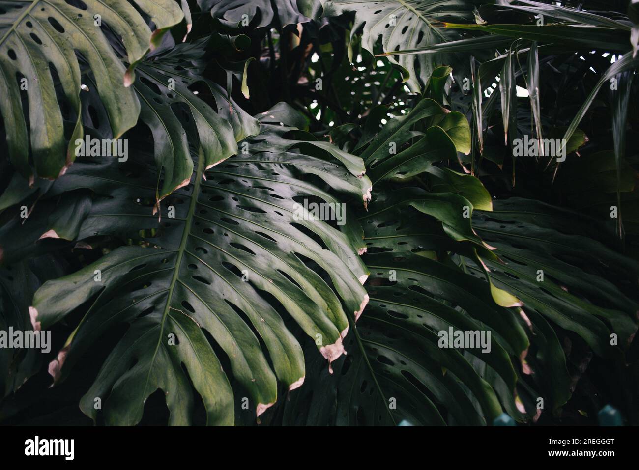 Philodendron Leaves in Key Largo Florida Stock Photo - Alamy