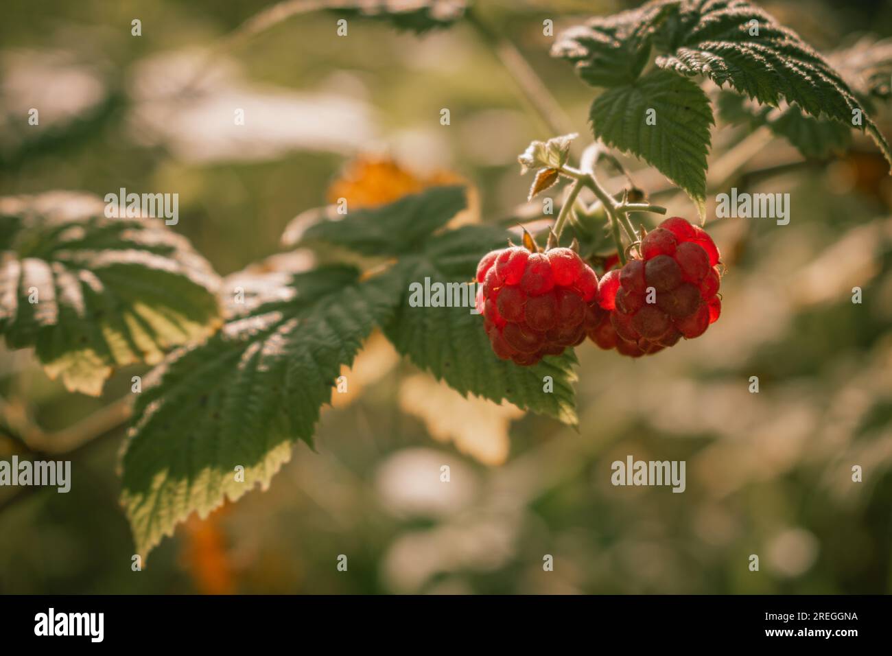 Fresh ripe raspberry berry in a sunny garden Stock Photo - Alamy