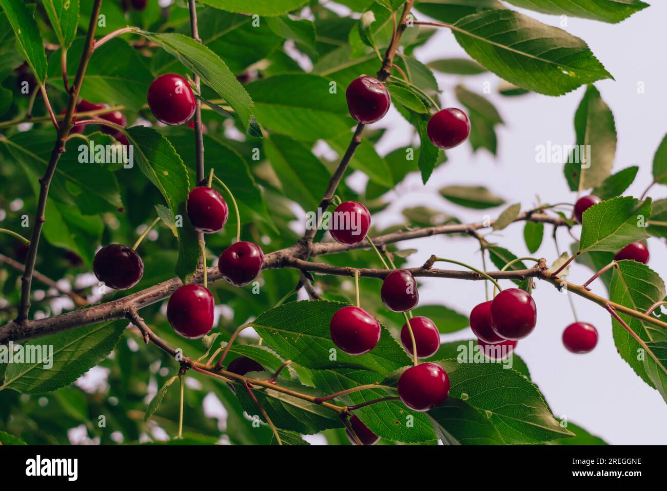 Bottom view of ripe cherries in a cherry orchard on a tree branch Stock ...