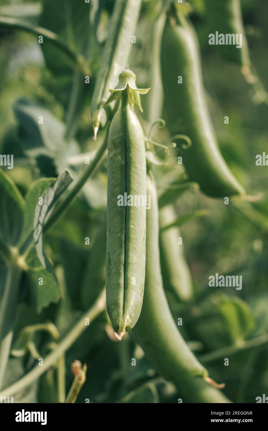 Snack pea hi-res stock photography and images - Alamy