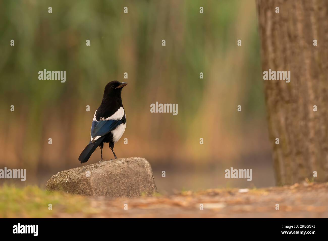 Eurasian magpie standing on a stone, against a background of plants ...